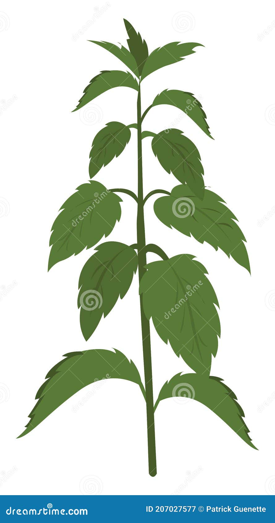 Nettle Plant. Isolated Nettle On White Background Vector Illustration ...