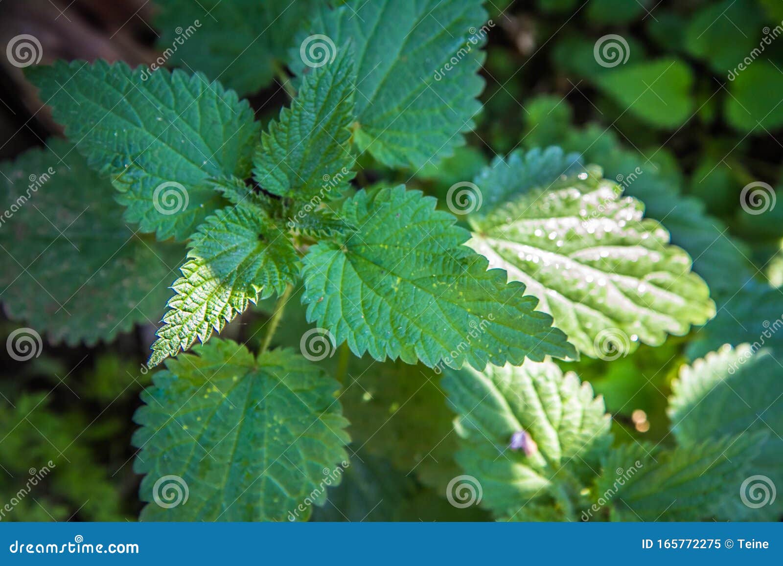 Nettle plant stock image. Image of garden, macro, close - 165772275