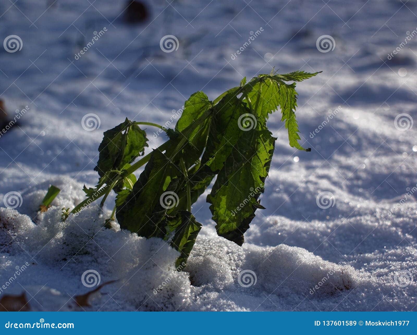 Nettle Plant in Snow in Winter Stock Image - Image of close, frost ...