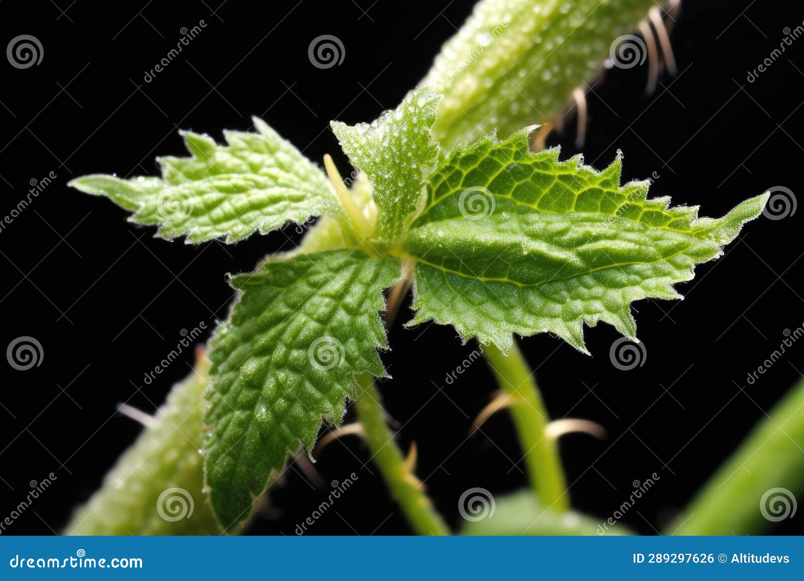 Nettle Plant Stem with Fibers Partially Extracted Stock Photo - Image ...