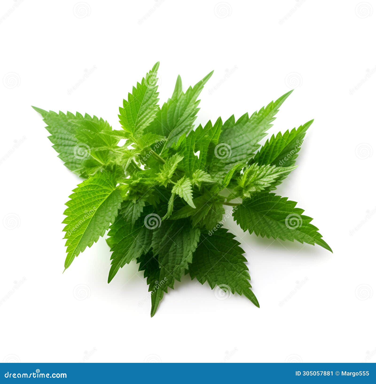 Nettle Plant Isolated On White Background. Vector Cartoon Illustration ...