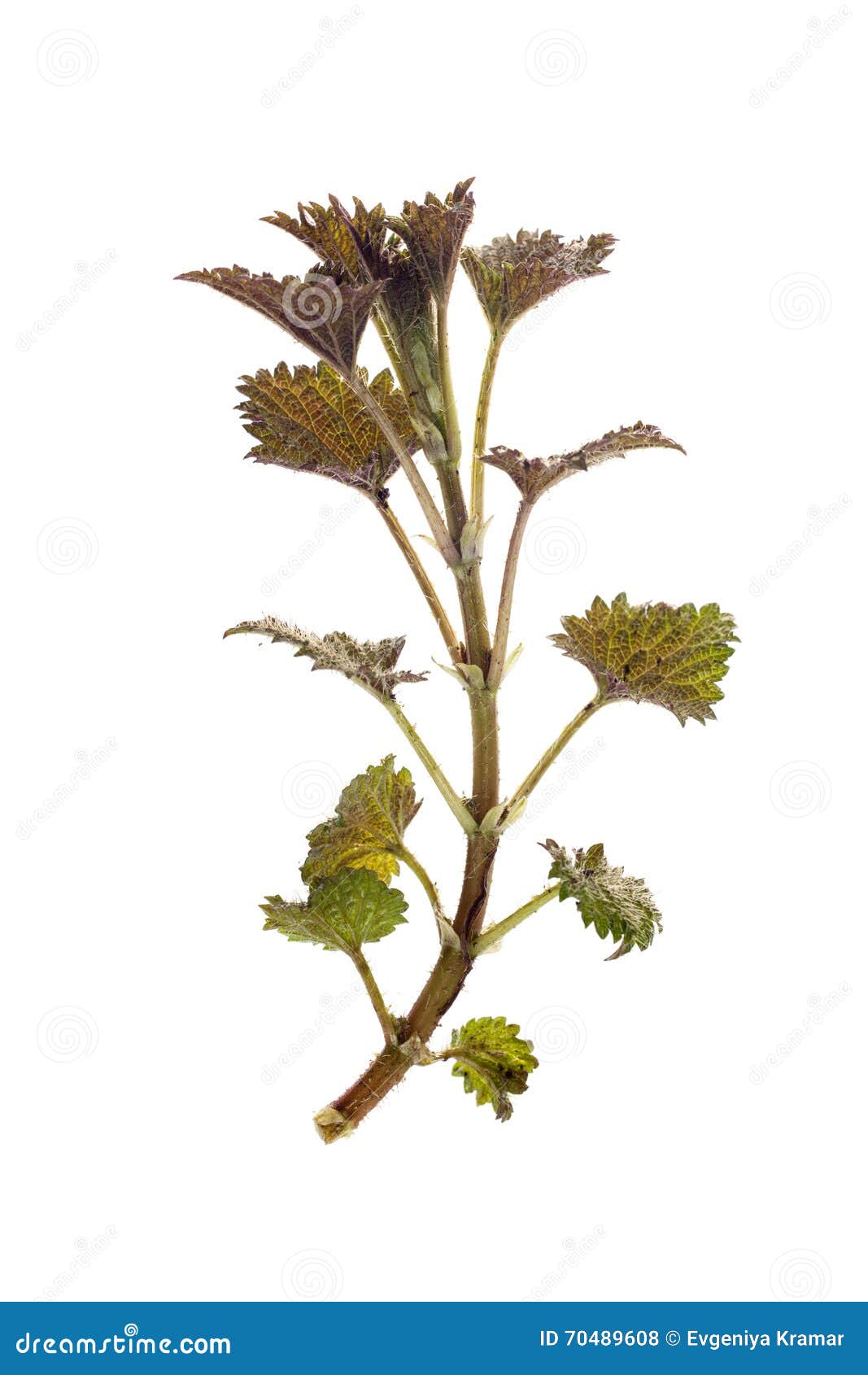 Nettle Root on White Background Stock Photo - Image of botany, land ...