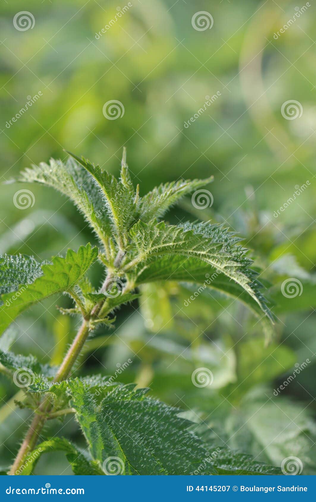 Nettle stock image. Image of stinging, wild, nettle, outdoor - 44145207
