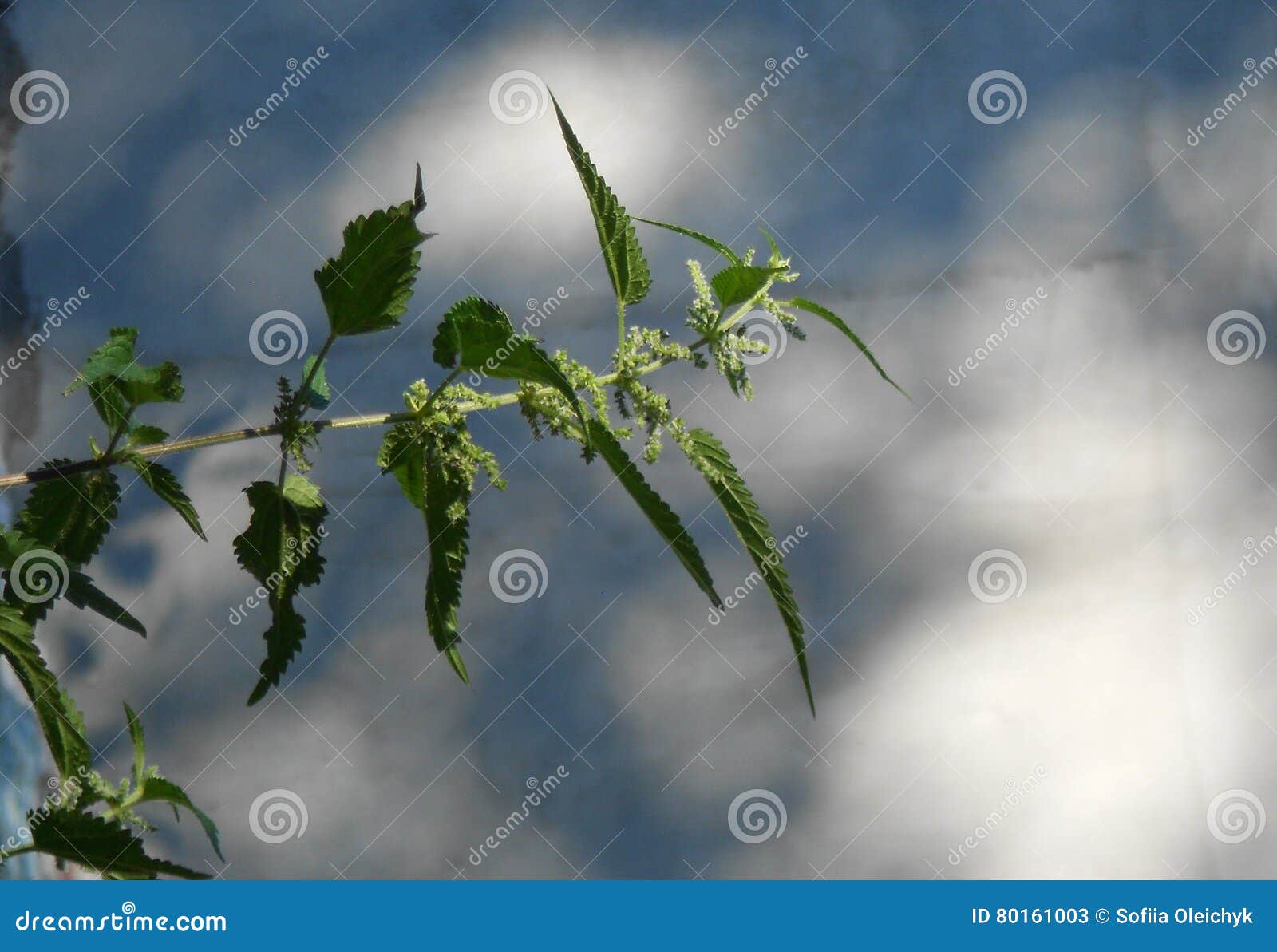 Nettle Stalk on a Background of Gray Wall Stock Image - Image of leaves ...