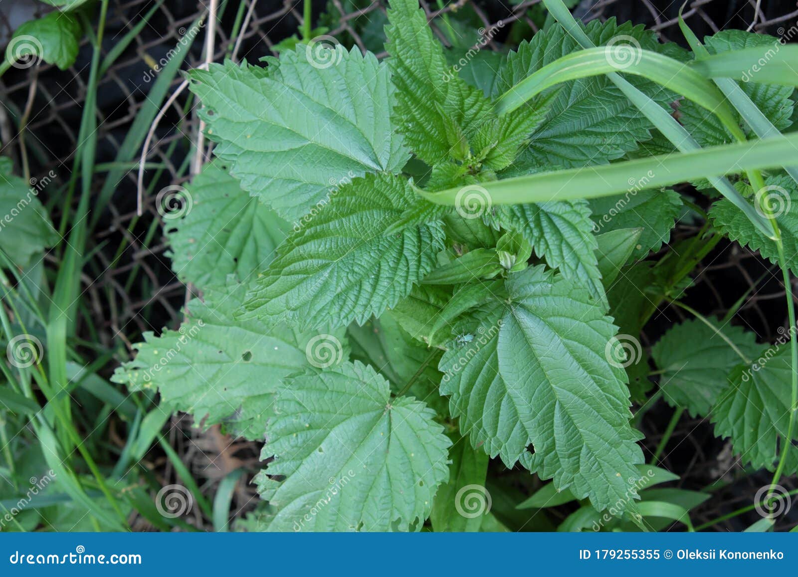 A Nettle Stalk Grows Near a Metal Mesh Stock Image - Image of weed ...