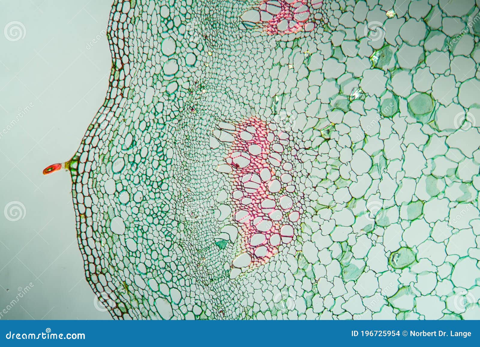 Nettle stem stock photo. Image of plant, botany, microscopy - 196725954