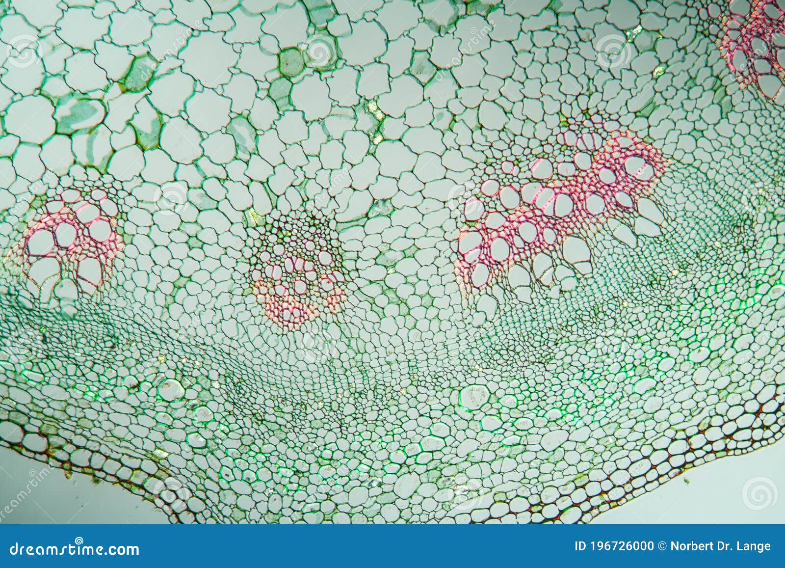Nettle stem stock photo. Image of histology, roselike - 196726000