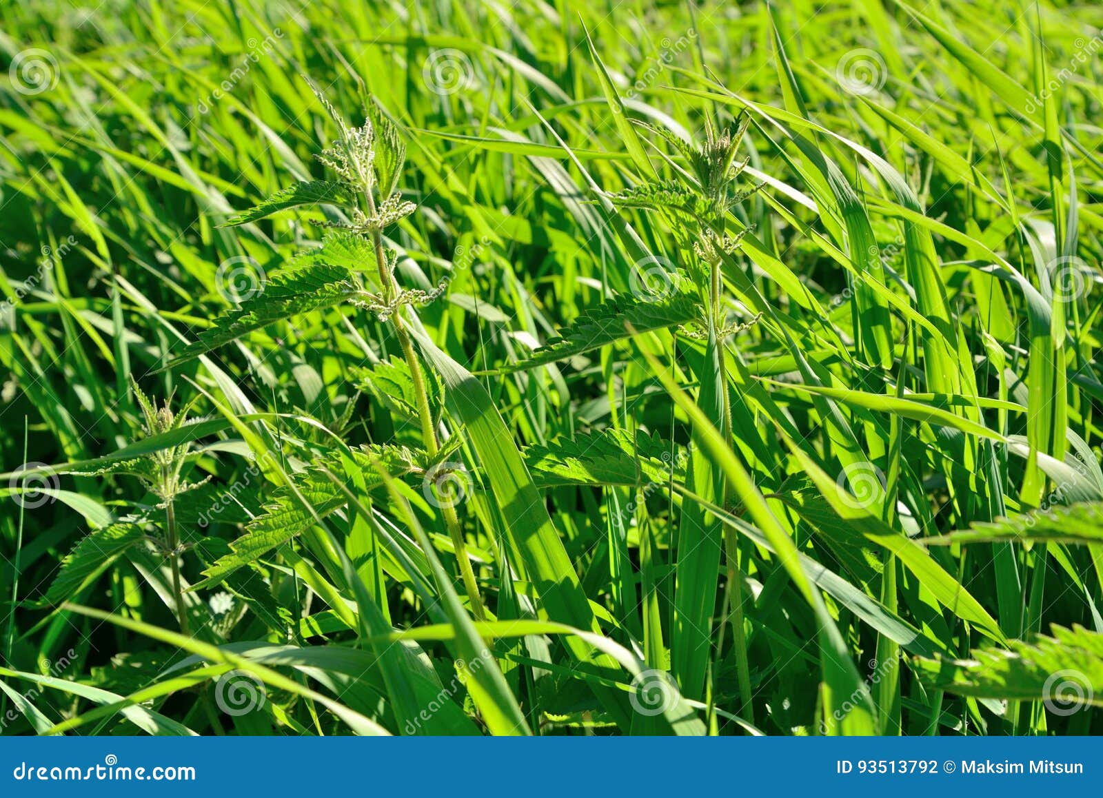 Nettle in the Sun on a Grass Background Stock Photo - Image of stems ...