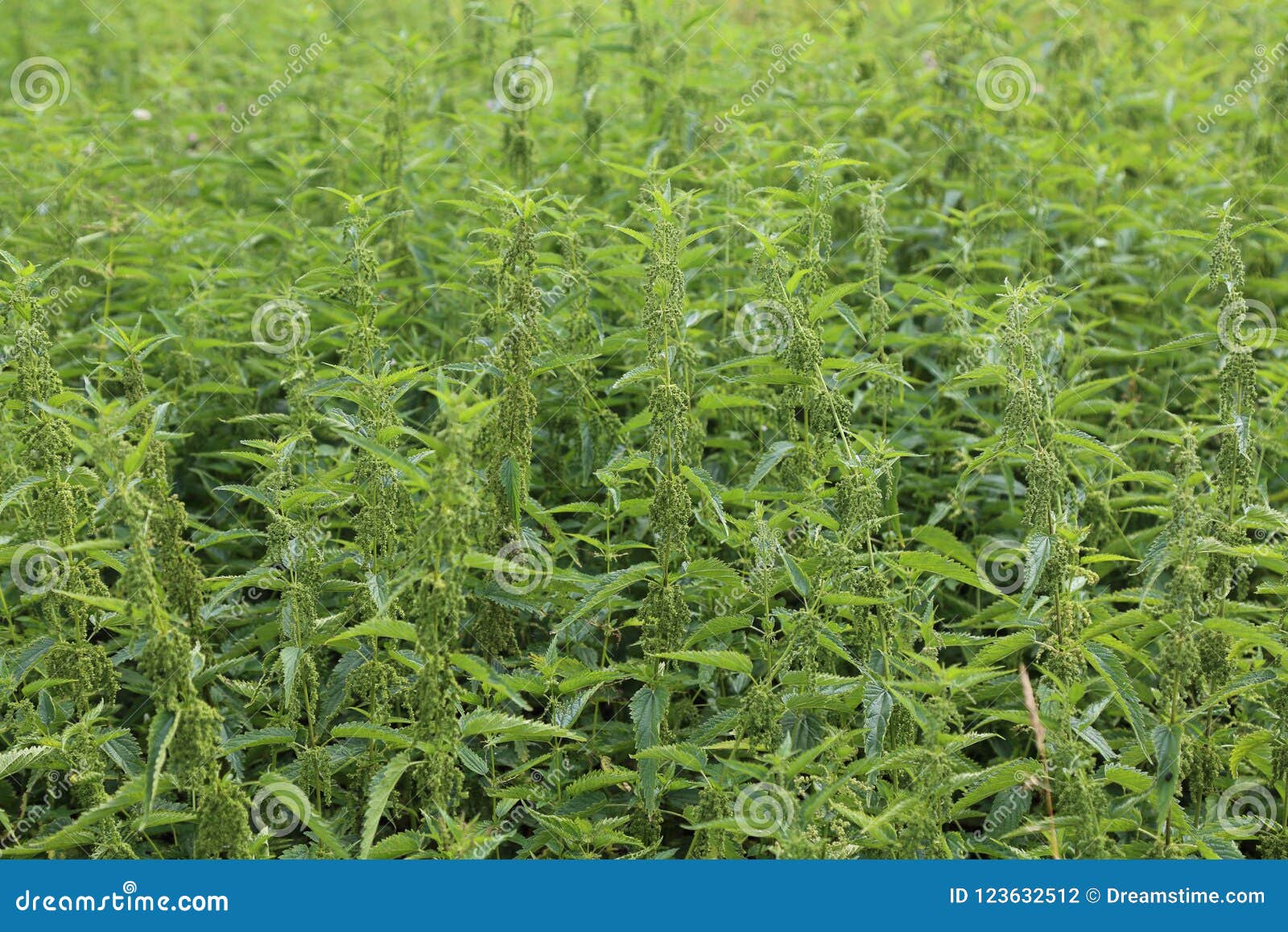 Nettle Thickened in the Field Stock Photo - Image of landscape, garden ...