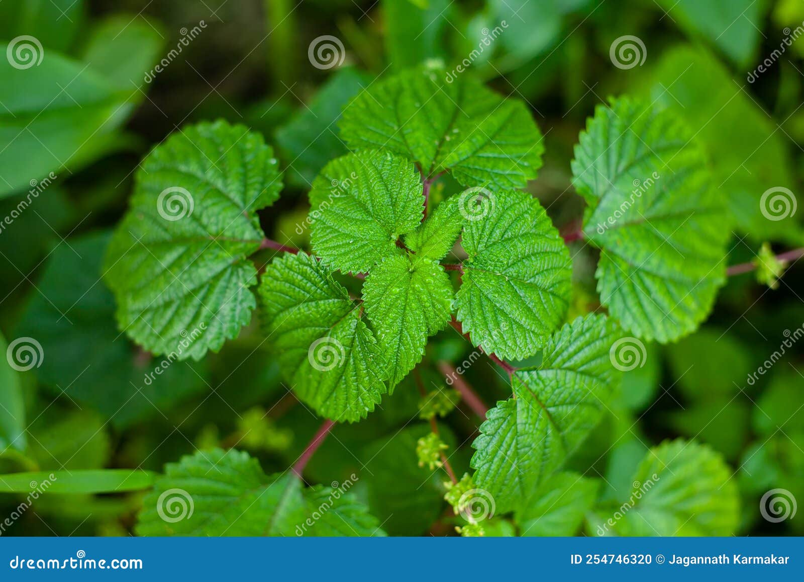 Nettle Tree or Bechuti Leaves are Very Itchy when Applied Stock Photo ...
