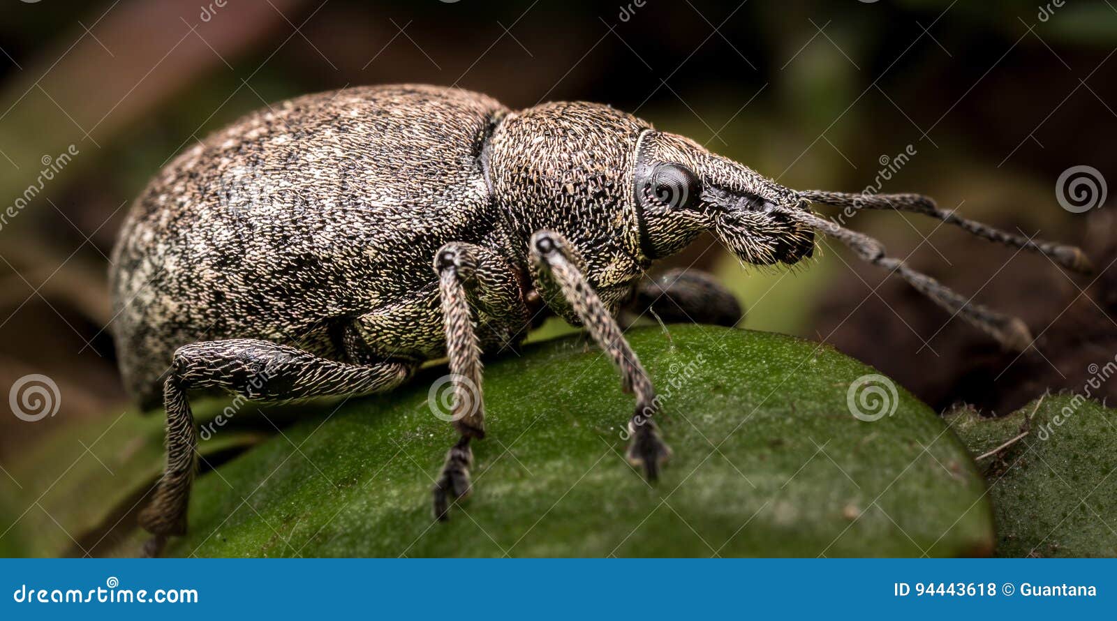 Nettle Weevil bug stock photo. Image of grasshopper, insects - 94443618