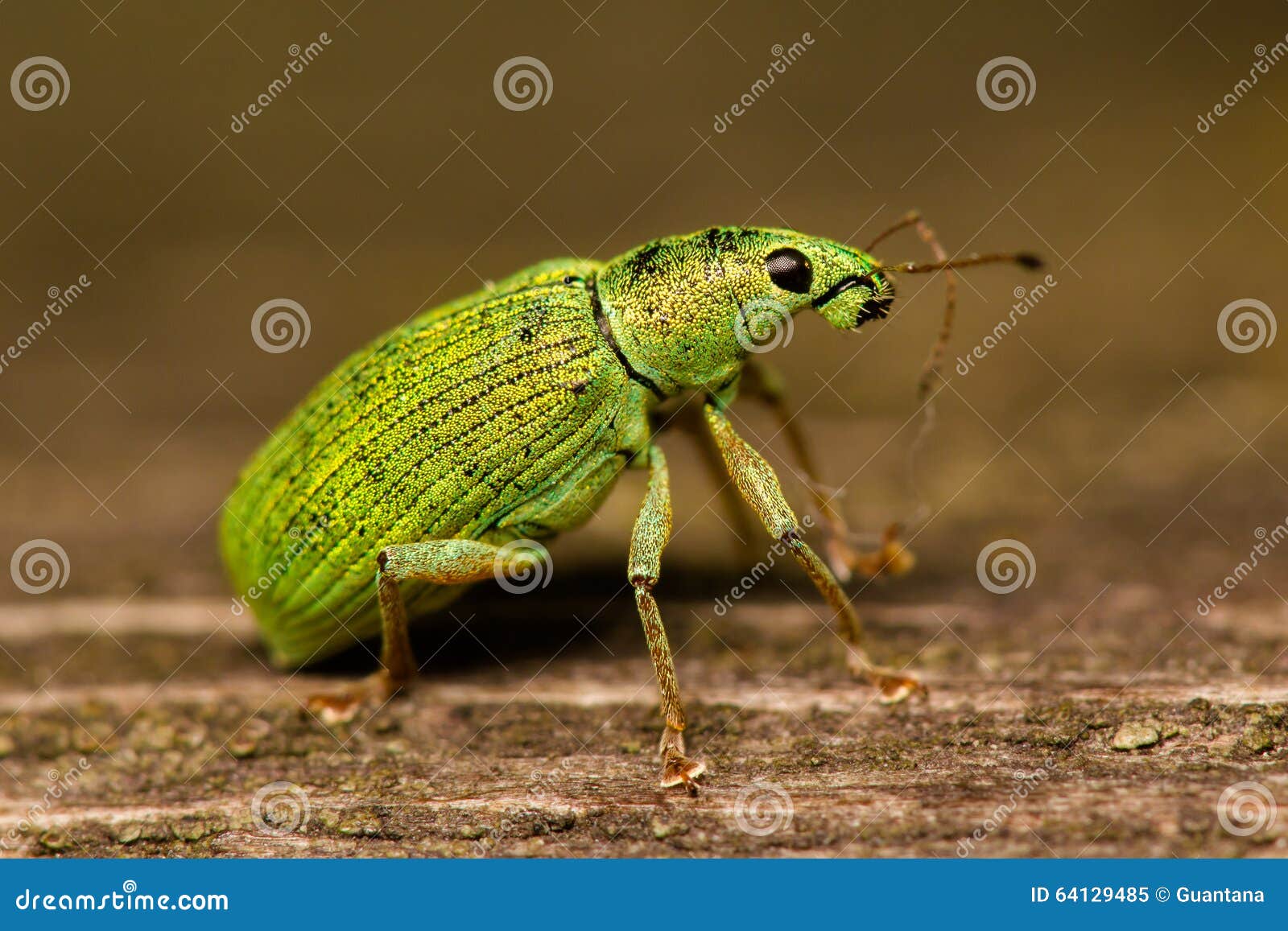 Nettle weevils stock image. Image of blue, close, jumping - 64129485