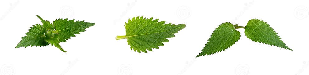 Nettle on White Isolated Background Stock Photo - Image of single ...
