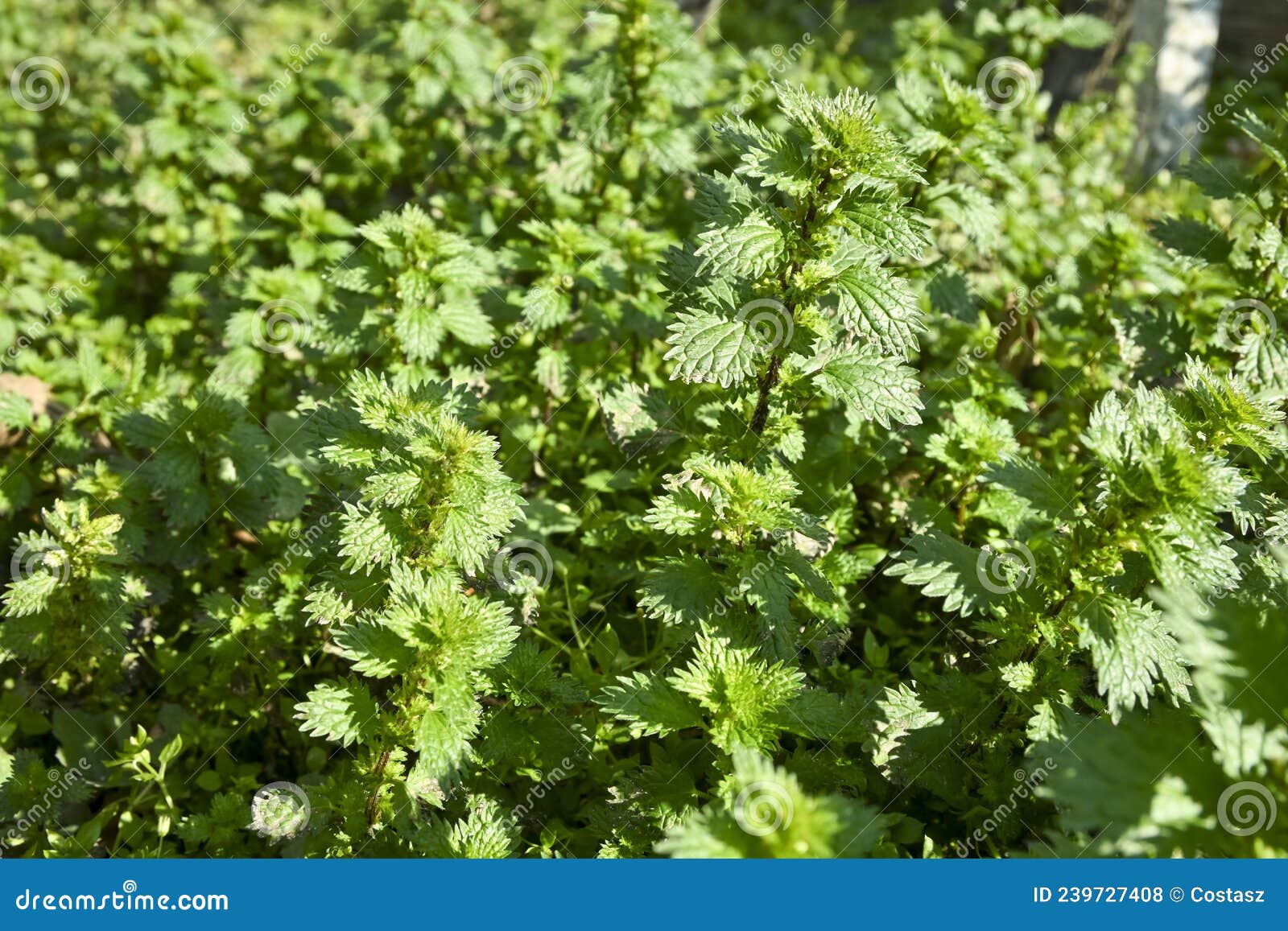 Nettles in the field stock photo. Image of green, natural - 239727408