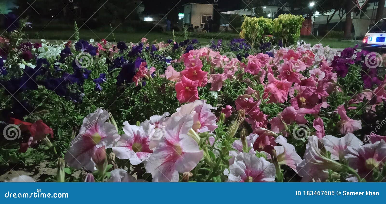 Netural Flowers Photos - Free & Royalty-Free Stock Photos from Dreamstime