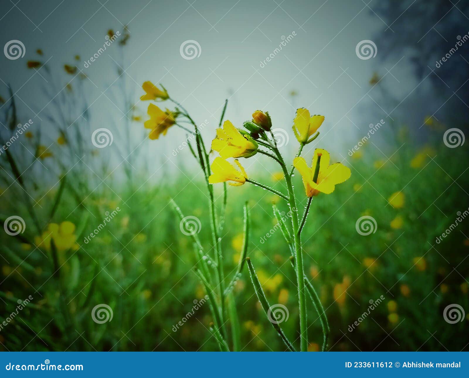 Natural Plants Flowers Morning Beautiful Stock Photo - Image of flowers ...