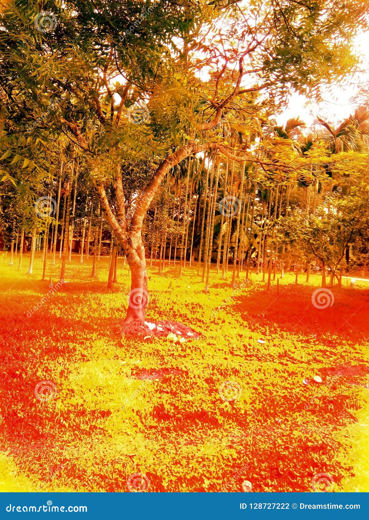 Netural scenery stock photo. Image of netural, beauty - 128727222