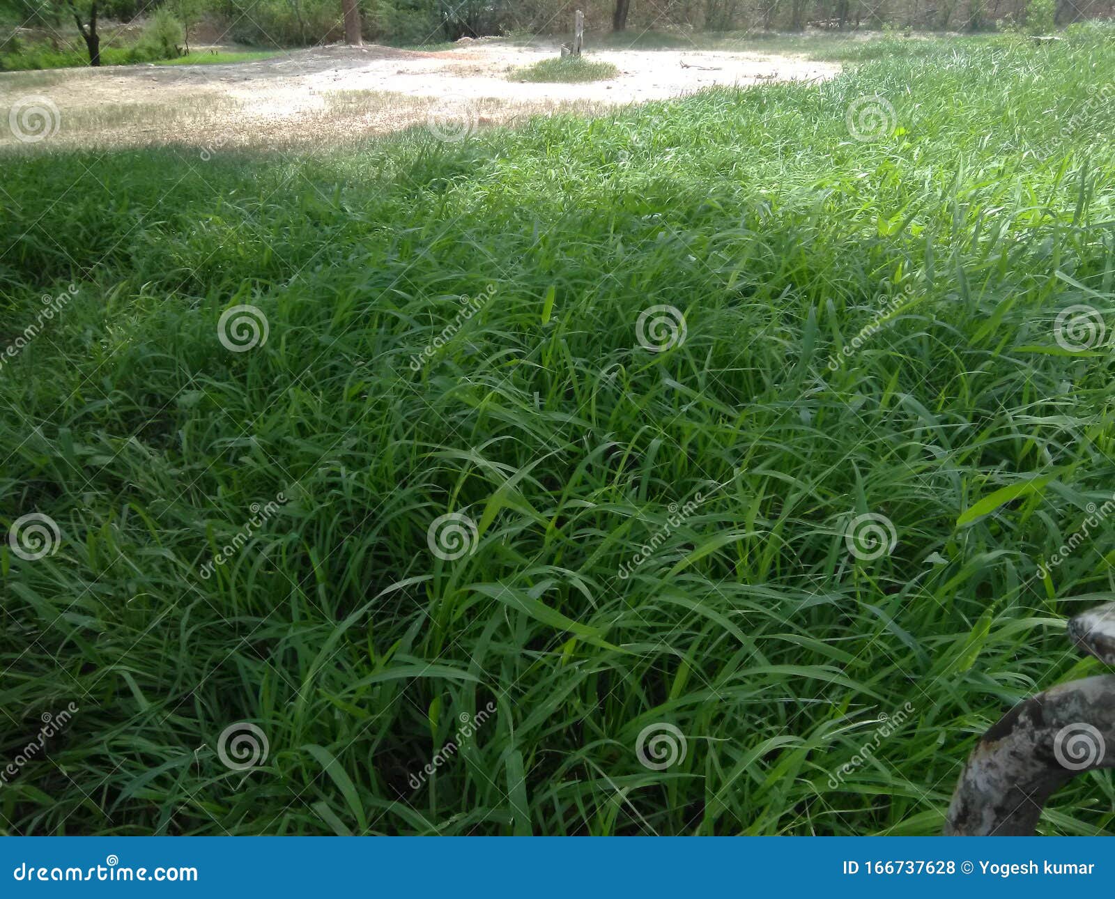 Netural Summer Grass, Farm House in Ghas Stock Photo - Image of grass ...
