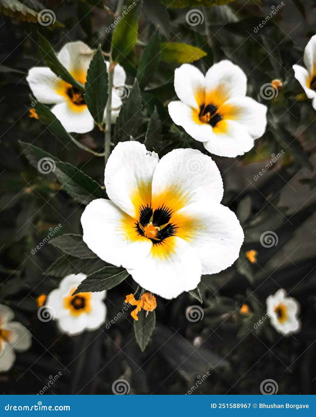 Neture flower picture stock image. Image of leaf, buit - 251588967