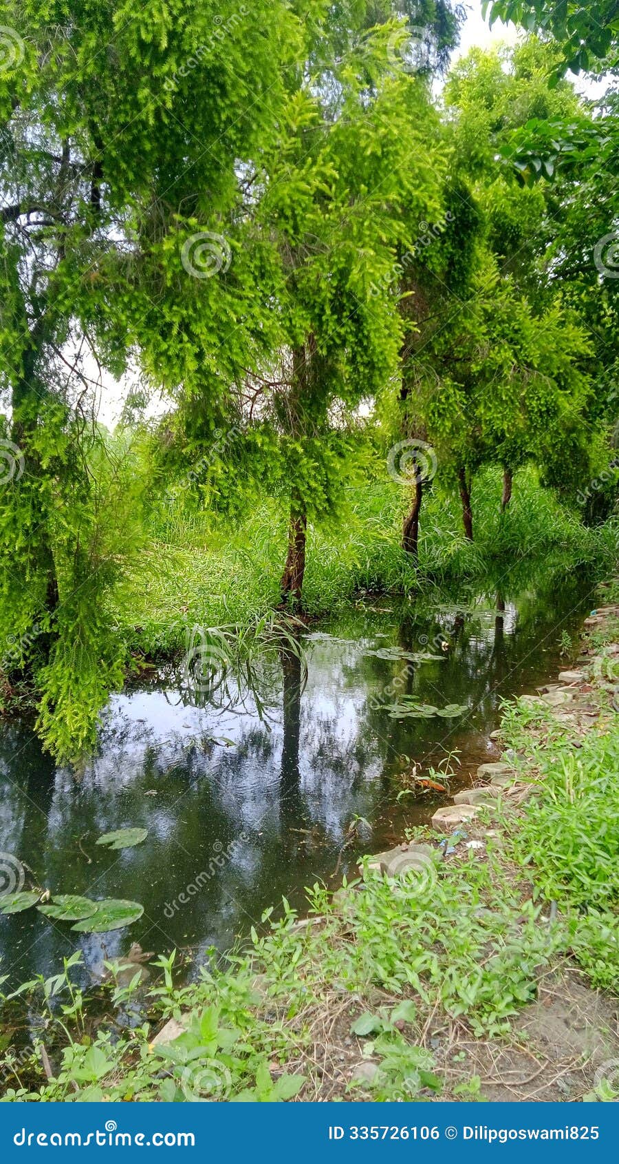 Neture water tree stock photo. Image of water, neture - 335726106
