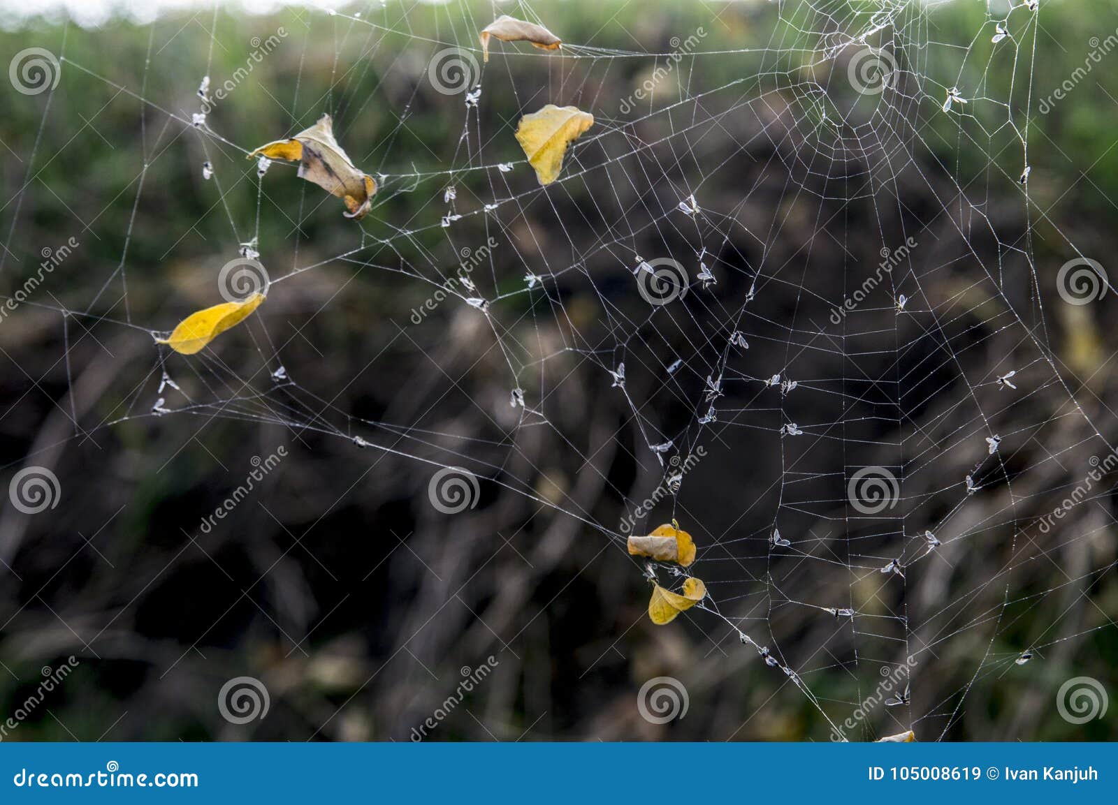 Network as a trap stock image. Image of composition - 105008619