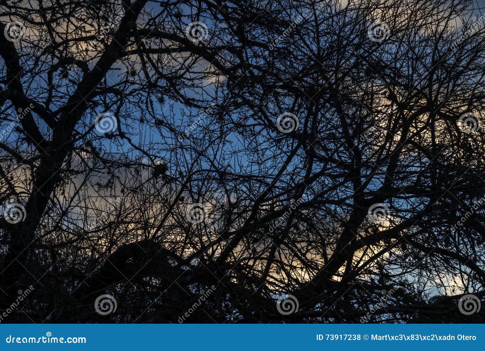 Network of branches stock photo. Image of blue, branches - 73917238