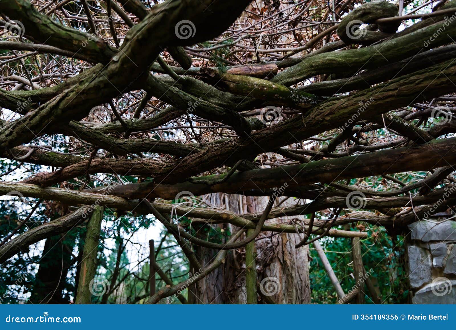Network of Intertwined Tree Vines Stock Photo - Image of complexity ...