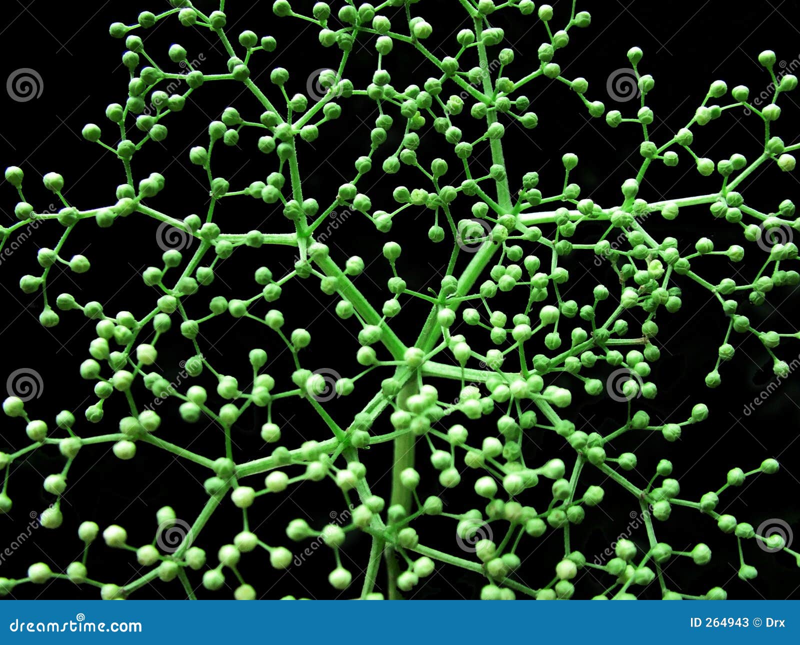 Network of neuron net stock image. Image of connections - 264943