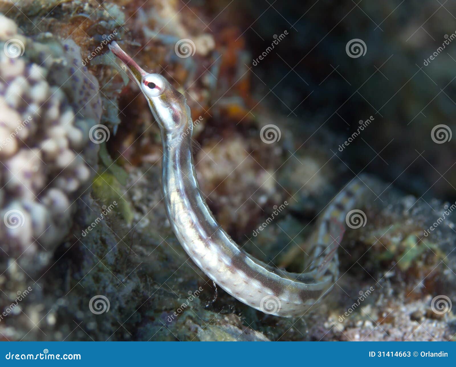 Network pipefish stock image. Image of tropical, network - 31414663
