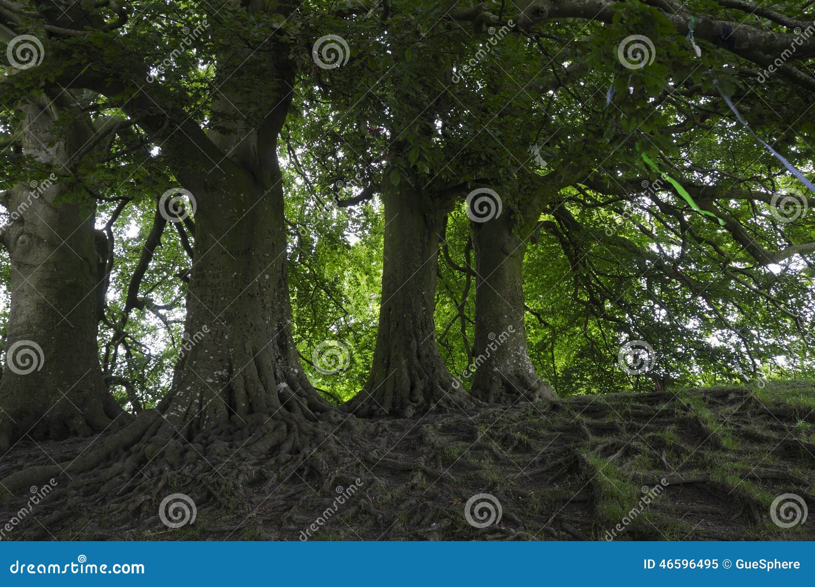 Network of Roots stock image. Image of bark, netting - 46596495