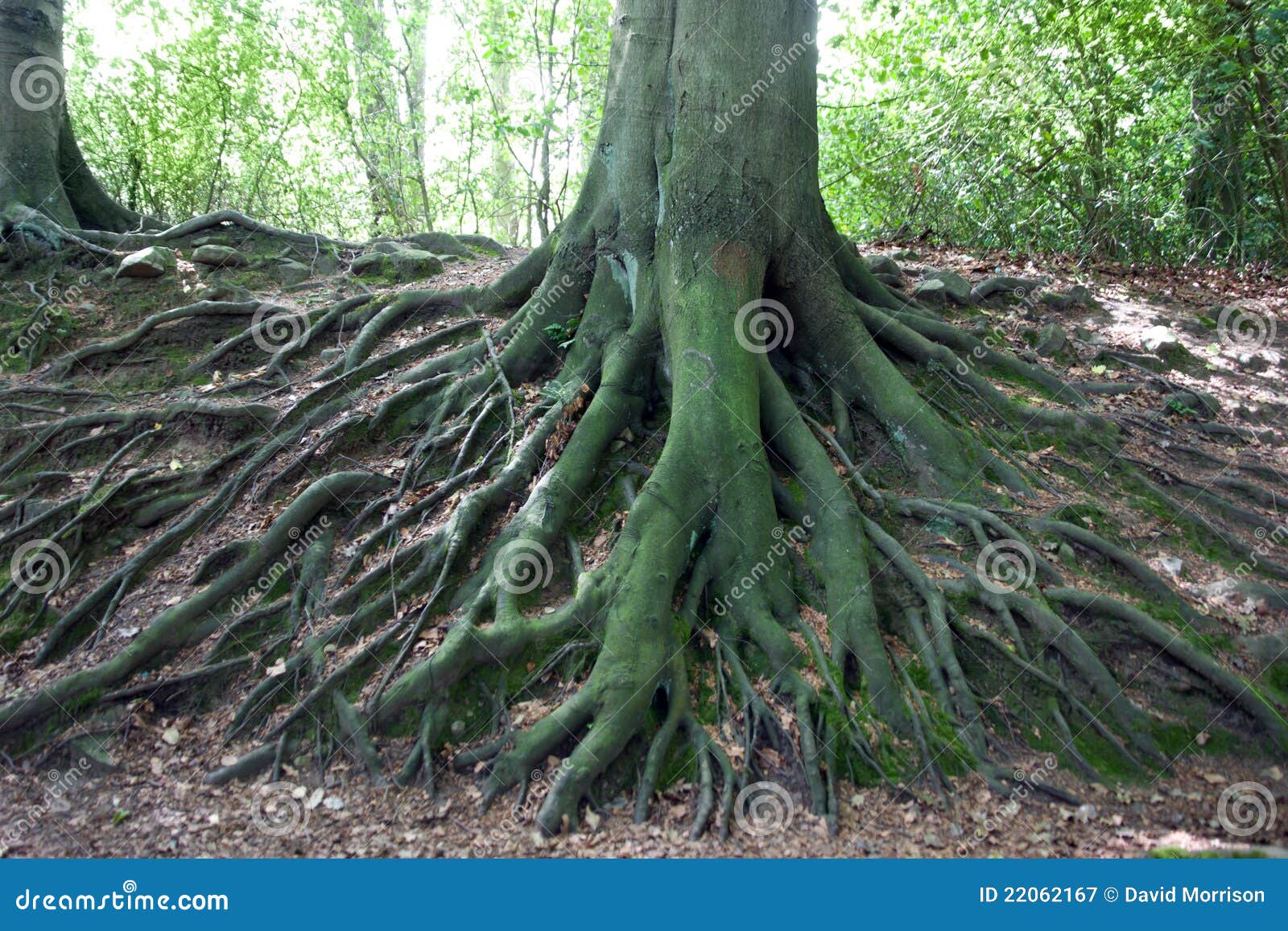 Network of Roots from Big Old Tree Stock Image - Image of beech, grunge ...