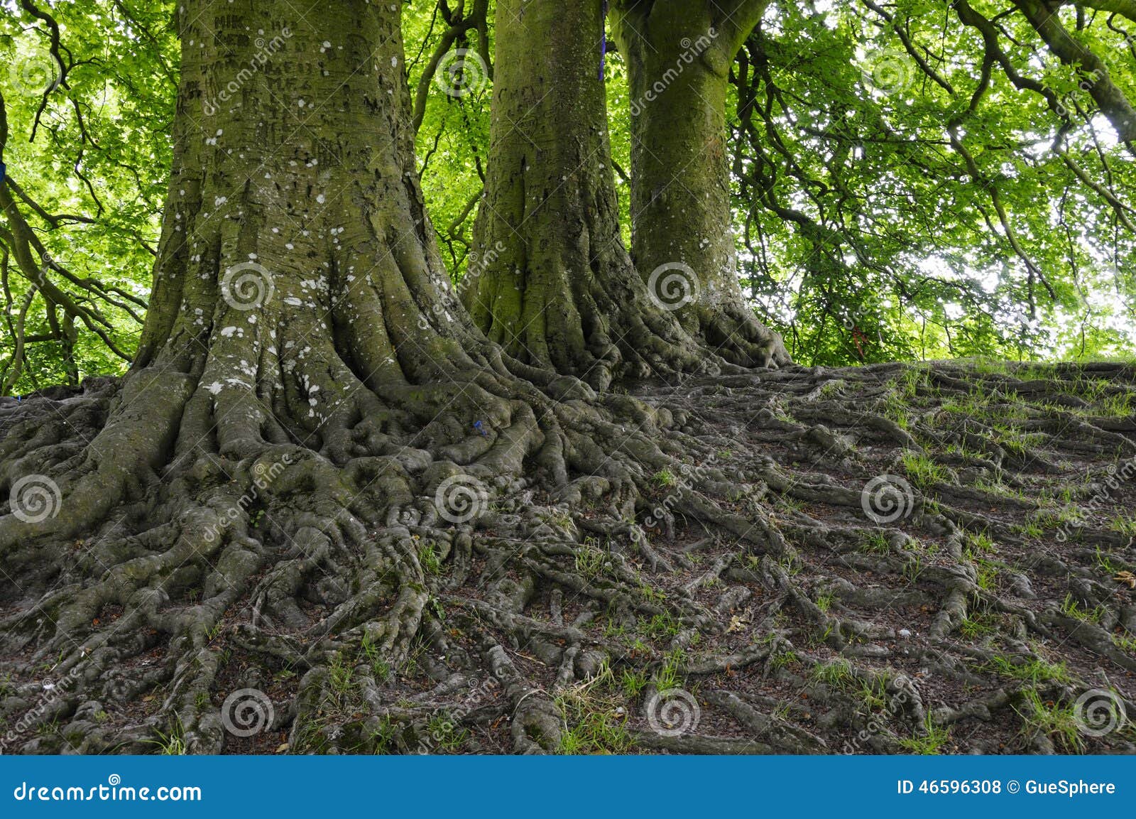 Network of Roots stock photo. Image of trunk, famous - 46596308