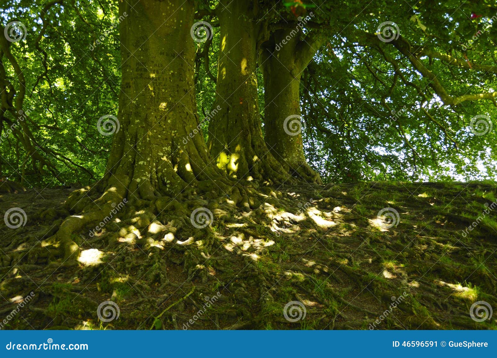 Network of Roots stock image. Image of network, britain - 46596591