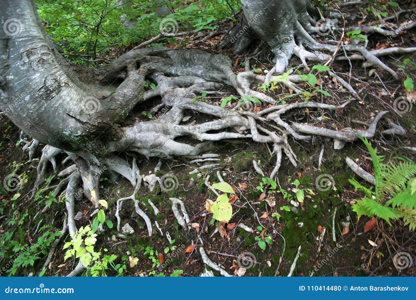 Network of Tree Roots in the Forest. Stock Photo - Image of green ...