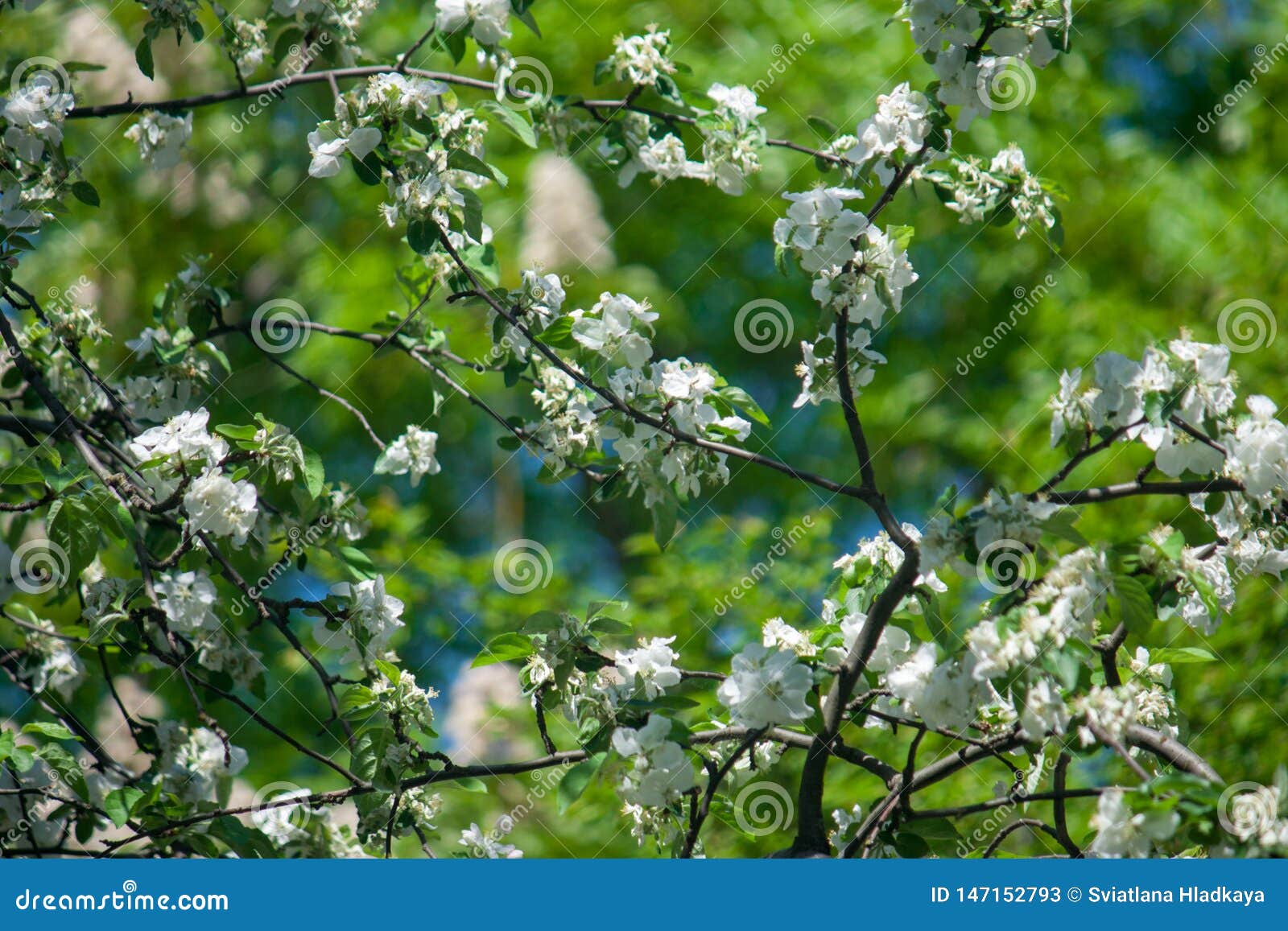 Beautiful Branches of the Fruiting Apple Tree Stock Image - Image of ...
