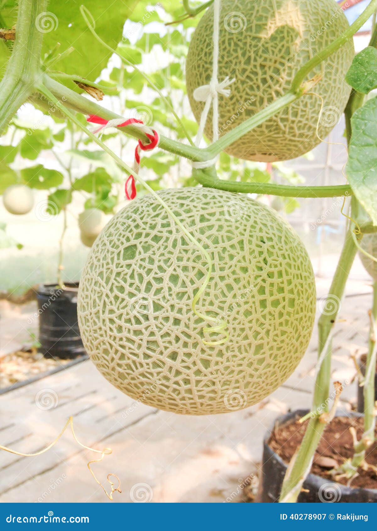 Netzmelone, Warzenmelone, Persische Melone Stockbild - Bild von ...