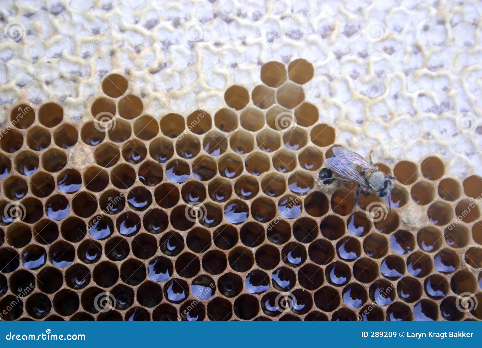 Neue Biene und Bienenwabe stockbild. Bild von bienenwabe - 289209