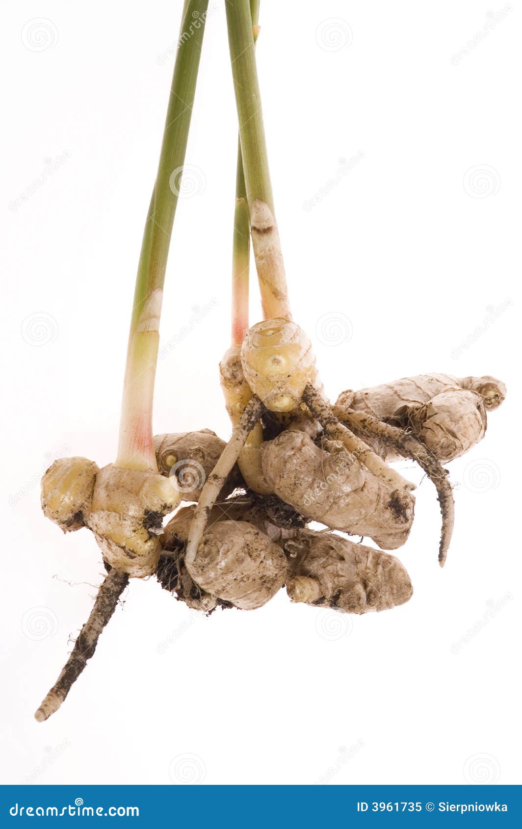 Neue Ingwerwurzel. Anlage stockbild. Bild von gesundheit - 3961735