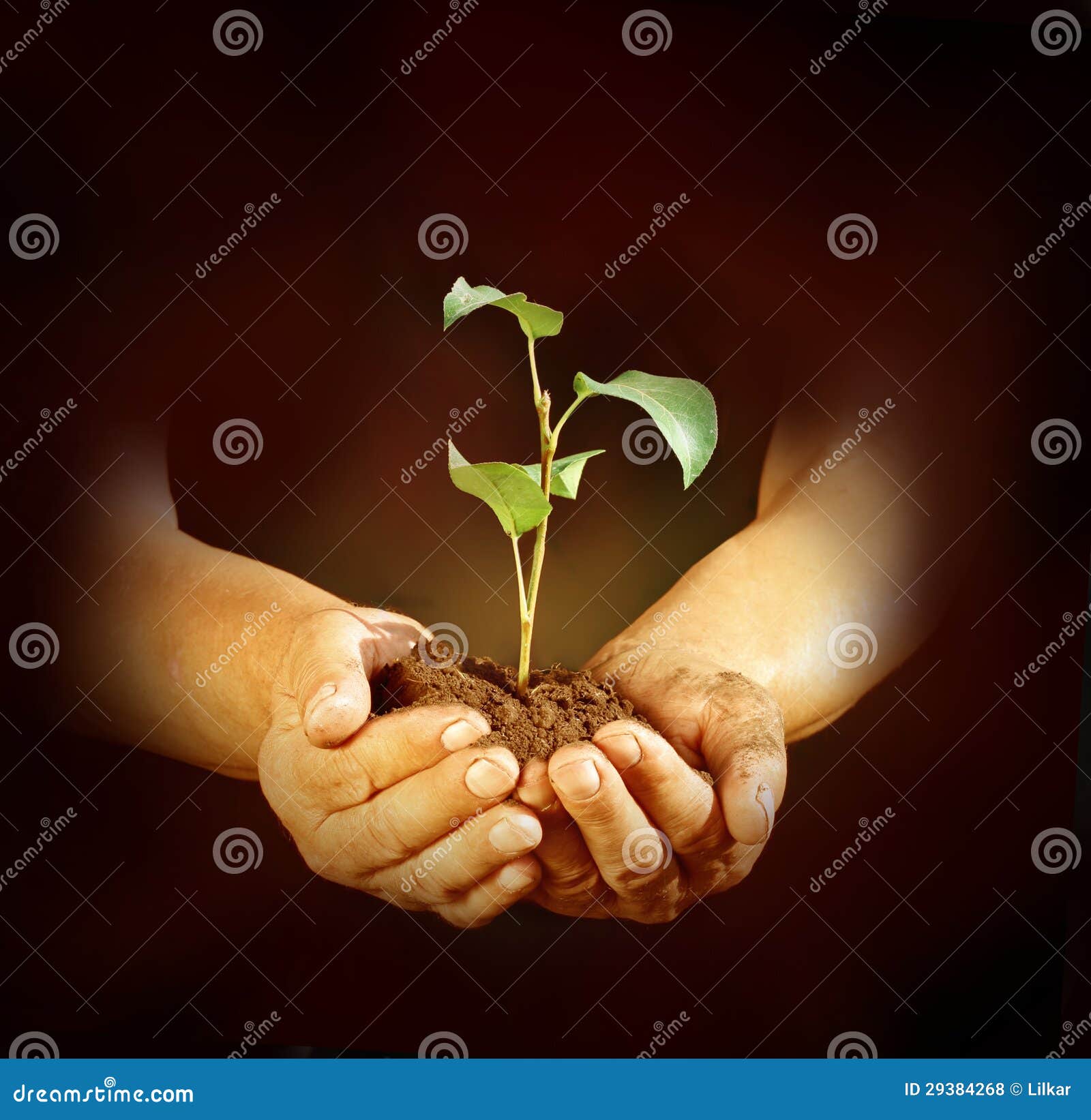 Neue Lebensdauer in Den Händen Stockfoto - Bild von hand, dürre: 29384268