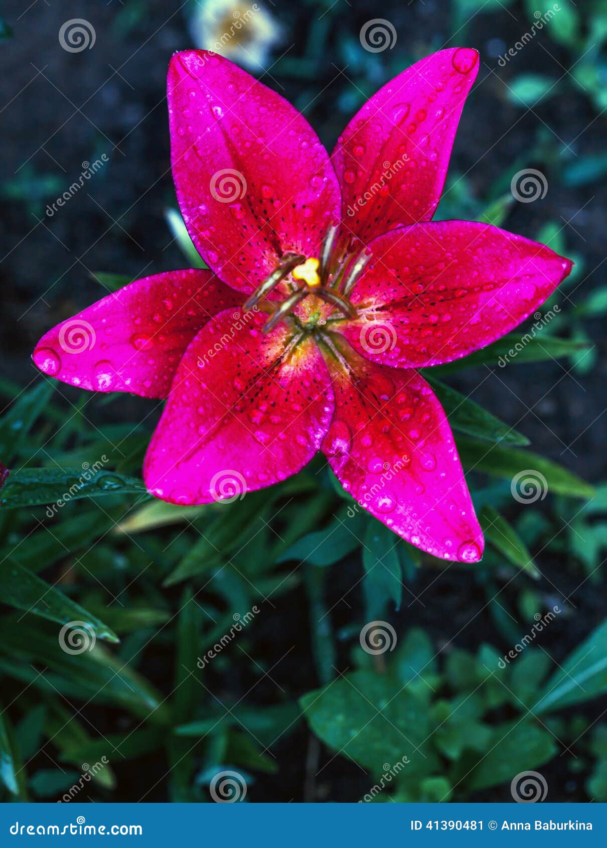 Neues Rosa lilly stockbild. Bild von nave, betrieb, frische - 41390481