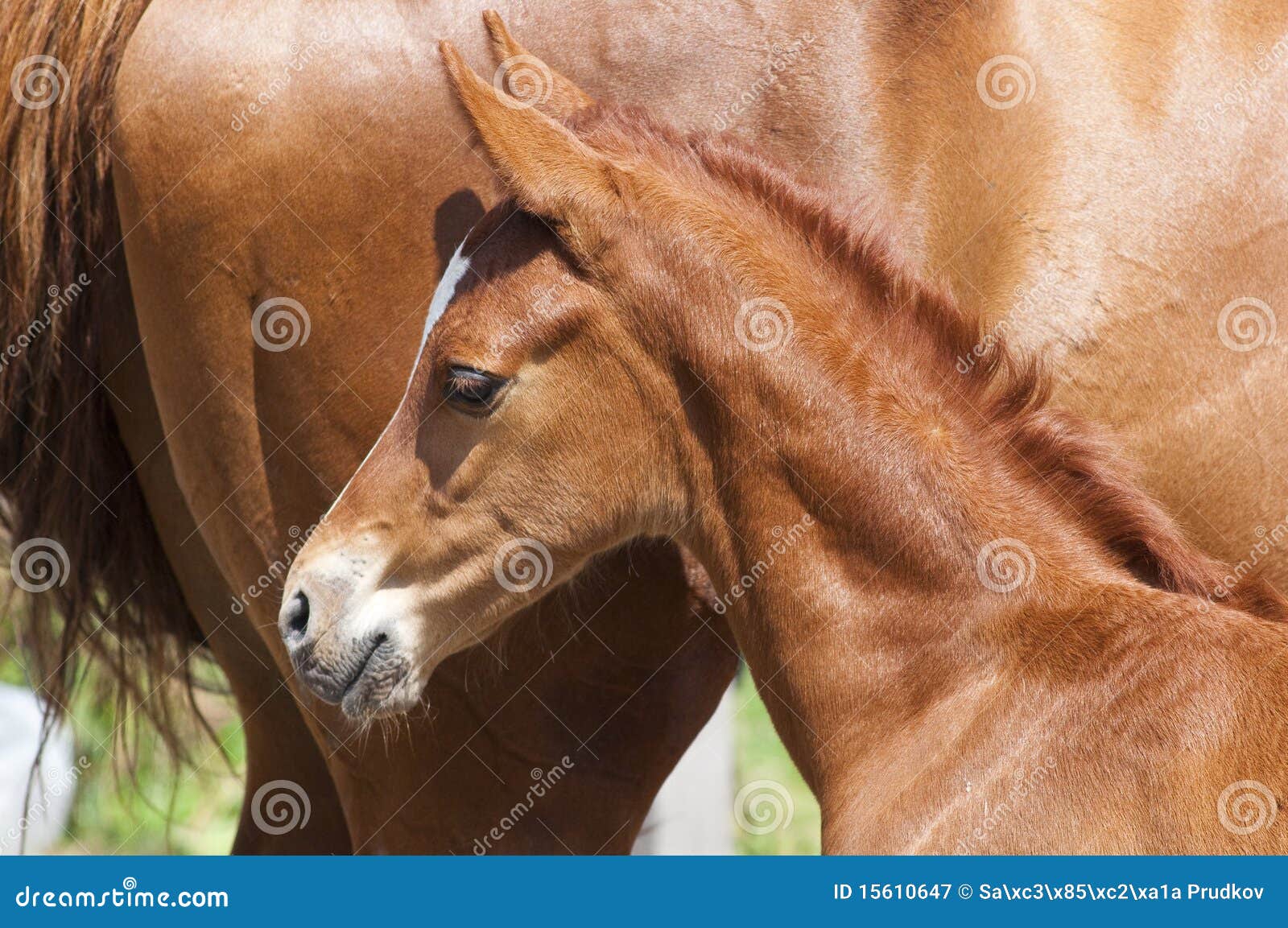Neugeborenes Pferd Und Seine Mutter Stockbild - Bild von mutter, tier ...