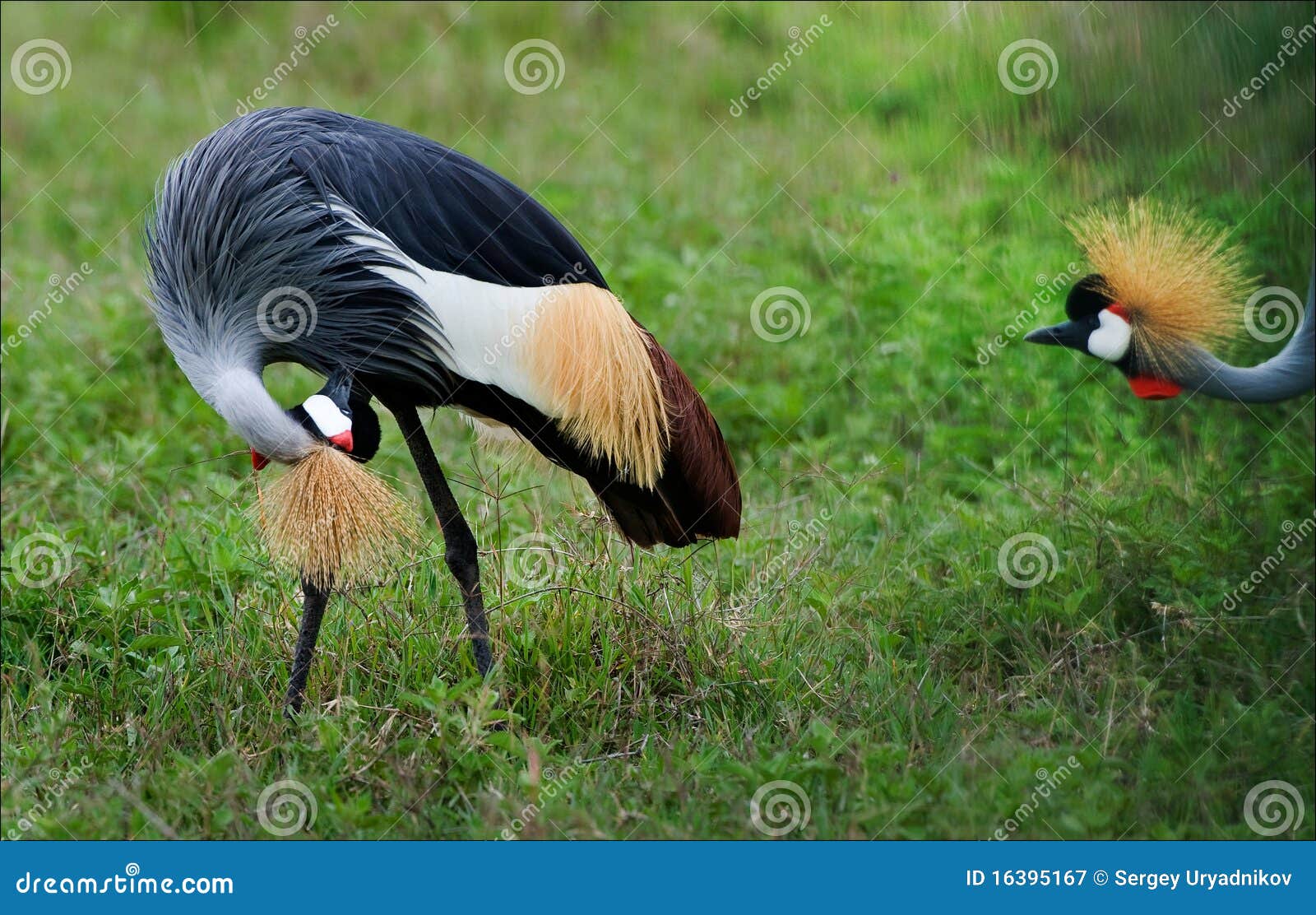 Neugier. stockbild. Bild von horizontal, gekrönt, kopf - 16395167