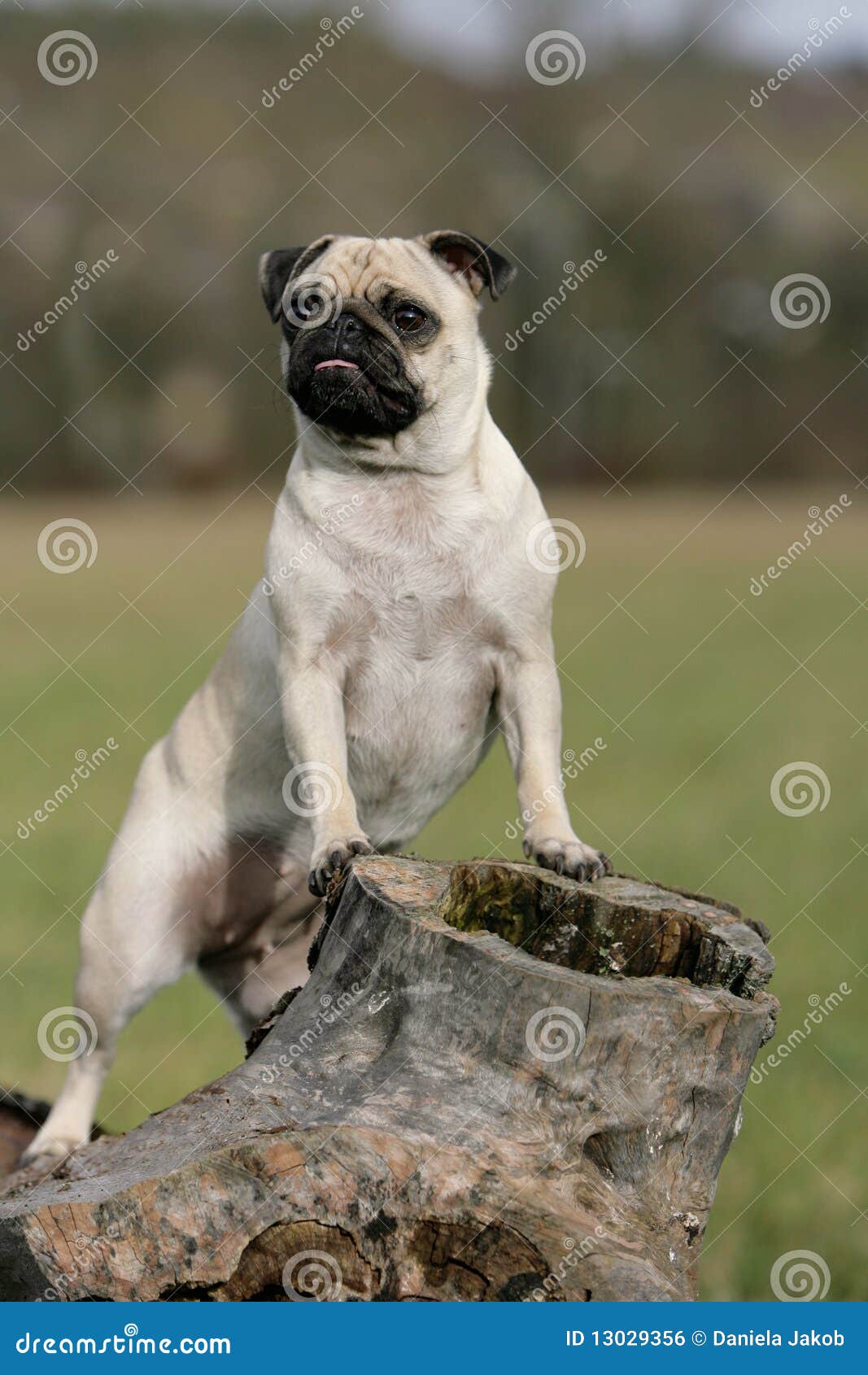 Neugierig schauen stockfoto. Bild von siehe, mann, nave - 13029356