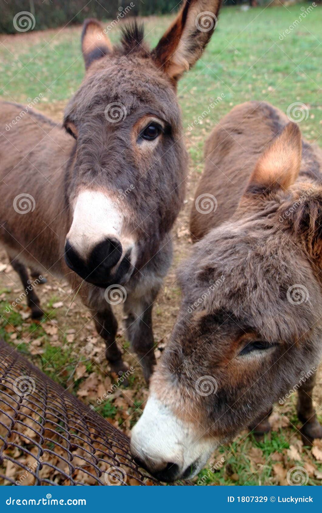 Neugierige Esel stockbild. Bild von blau, schrubben, ruhe - 1807329