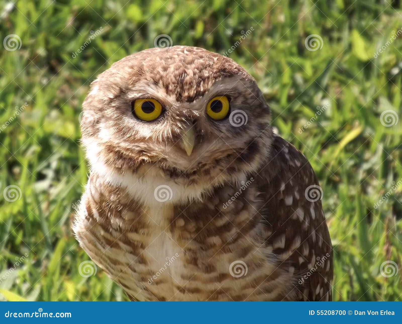 Neugierige Eule stockfoto. Bild von tier, frühling, neugierig - 55208700