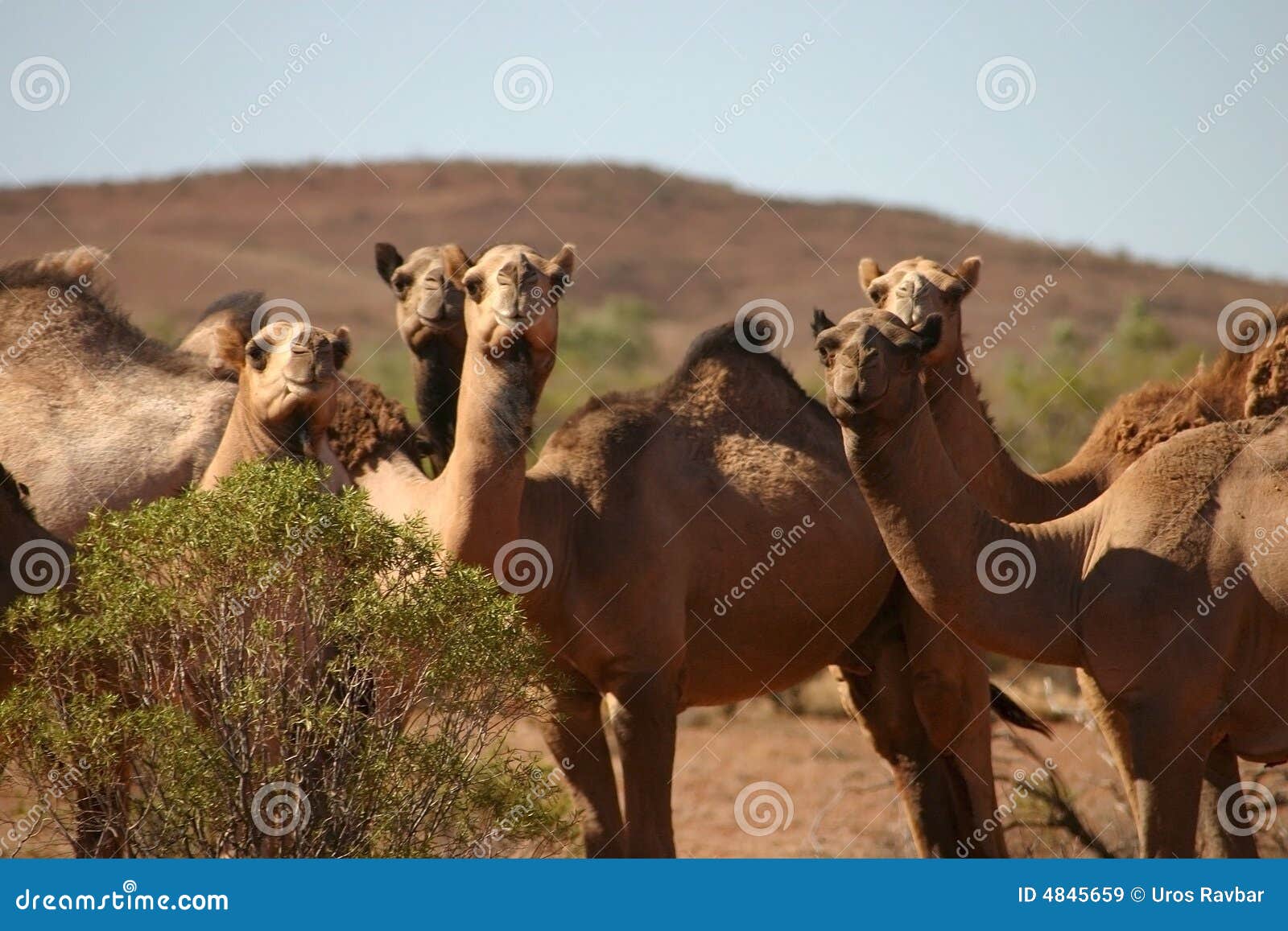 Neugierige wilde Kamele stockbild. Bild von kamele, sand - 4845659