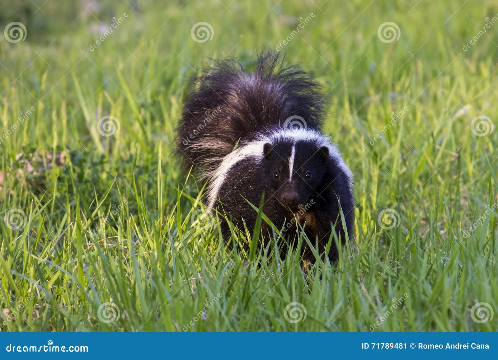 Neugieriges Stinktier stockbild. Bild von gefärbt, stinktiere - 71789481