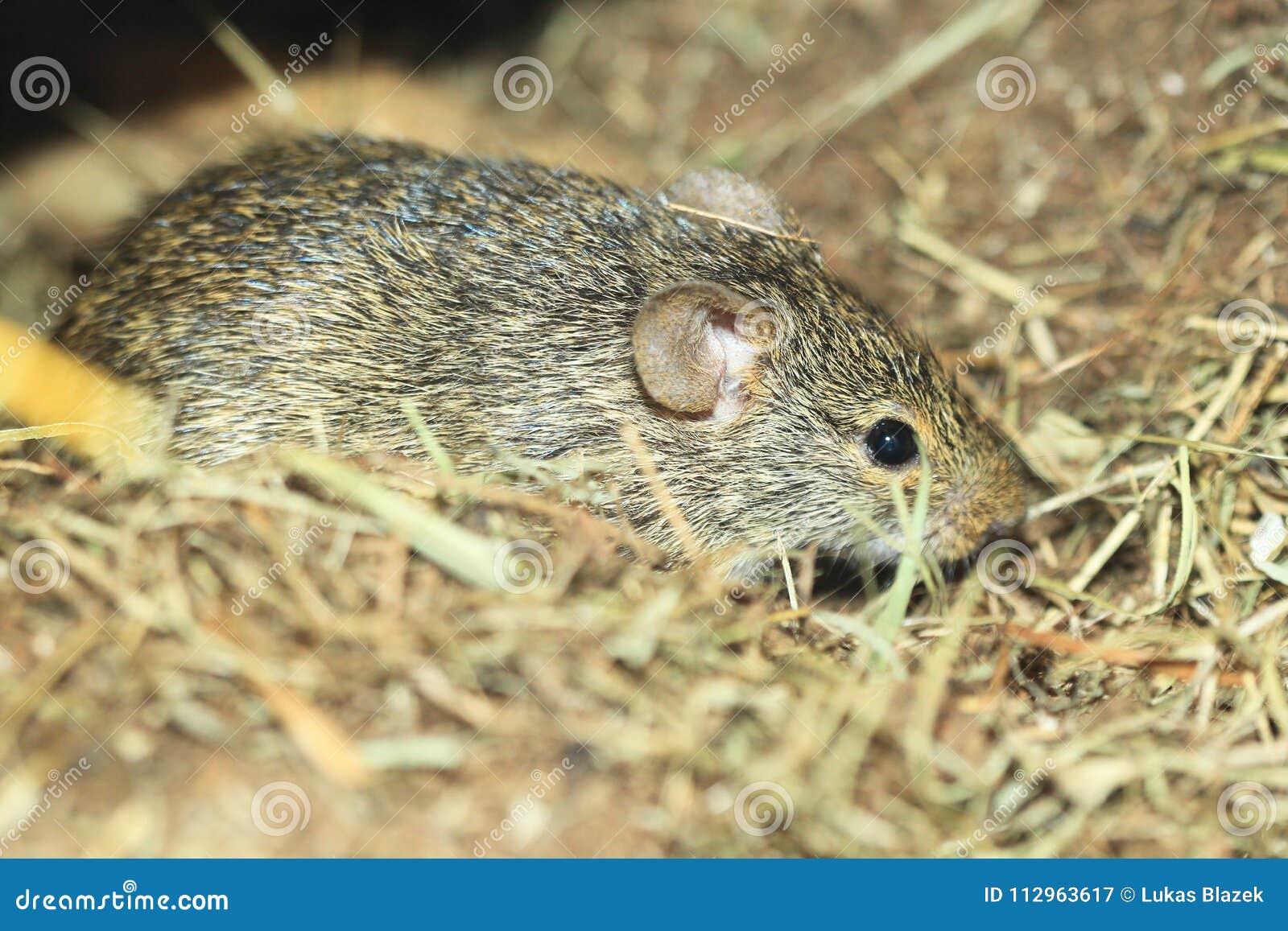Neumann grass rat stock image. Image of rodent, mammal - 112963617