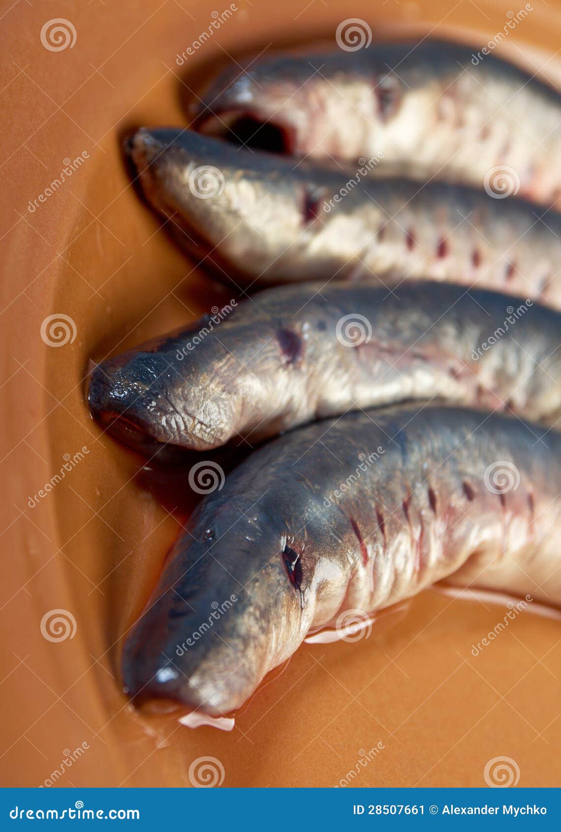 Neunauge Der Frischen Fische Stockbild - Bild von jahreszeit, protein ...