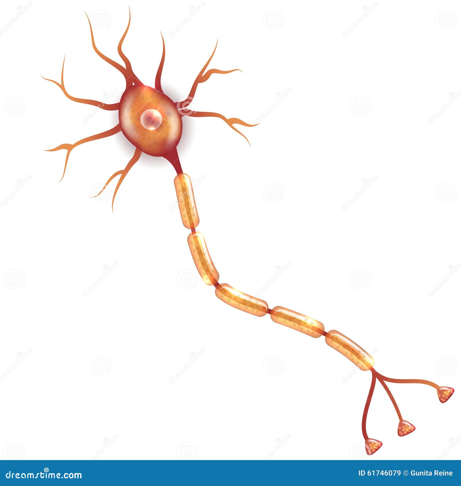 Neurônio ilustração do vetor. Ilustração de retrato, axônio - 61746079